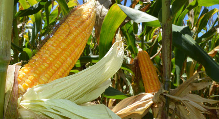 Fertilizante multinutrientes contribui para a construção do potencial ...