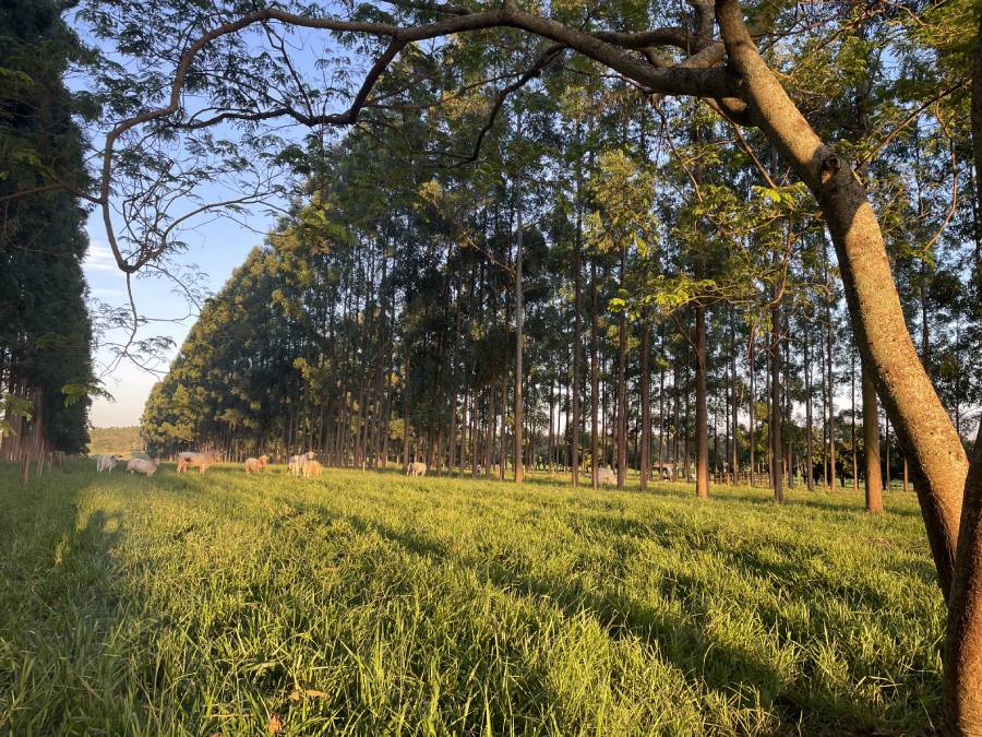 Cadê o seguro rural e a análise do CAR? - Folha Agrícola